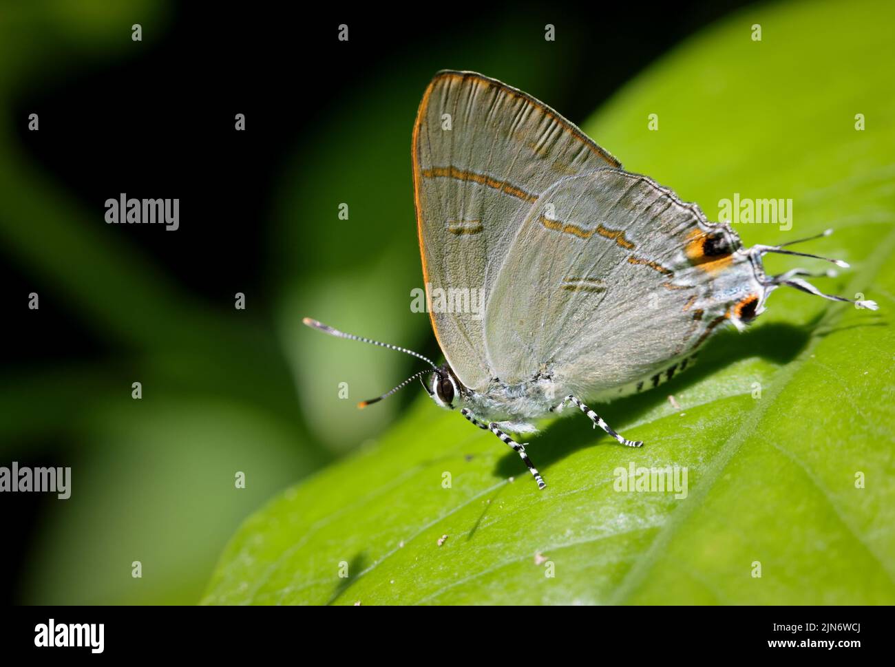 Photo of a butterfly hi-res stock photography and images - Alamy