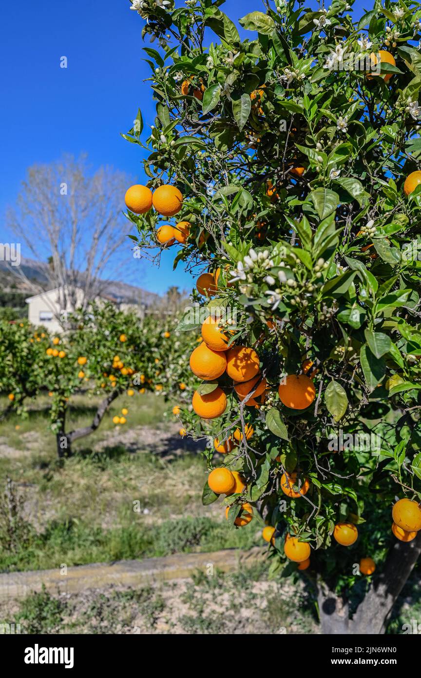 Orange tree fields in rural area of Altea, Alicante, Spain Stock Photo ...