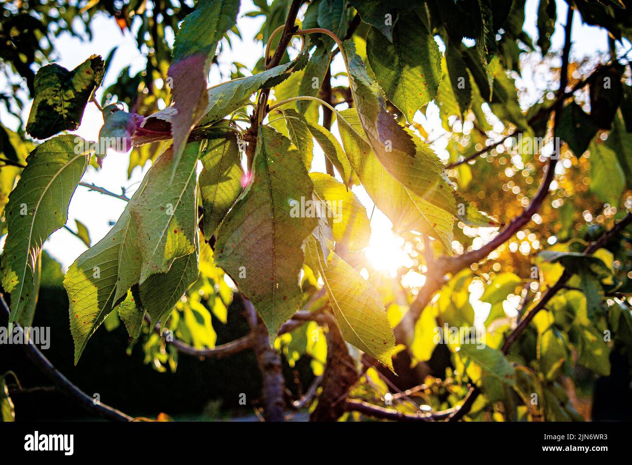 Photo about autumnal moments, in search of sunlight. Tree Stock Photo ...