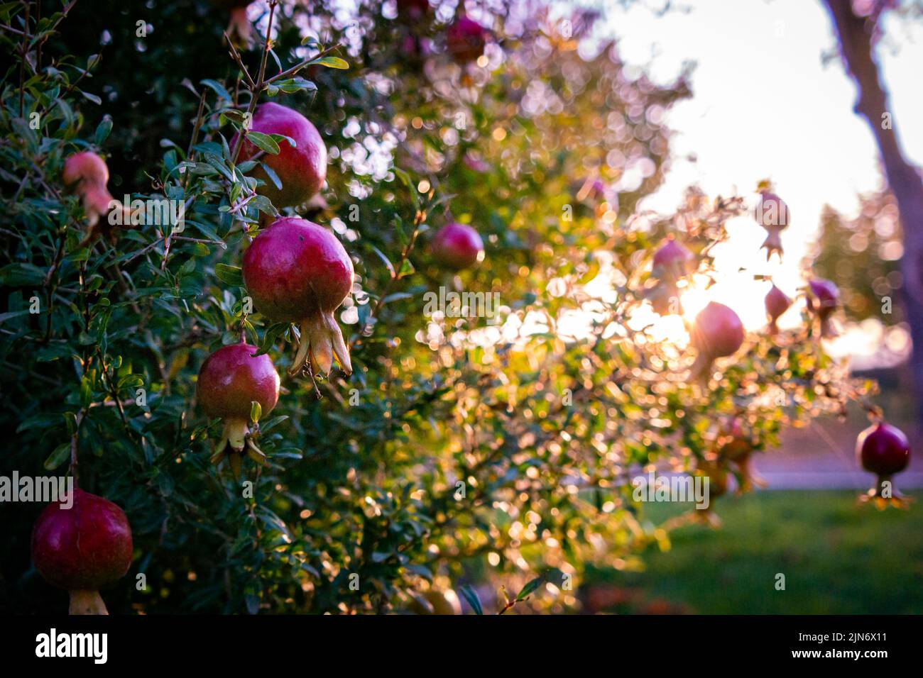 Photo about autumnal moments, in search of sunlight. Pomegrade tree ...
