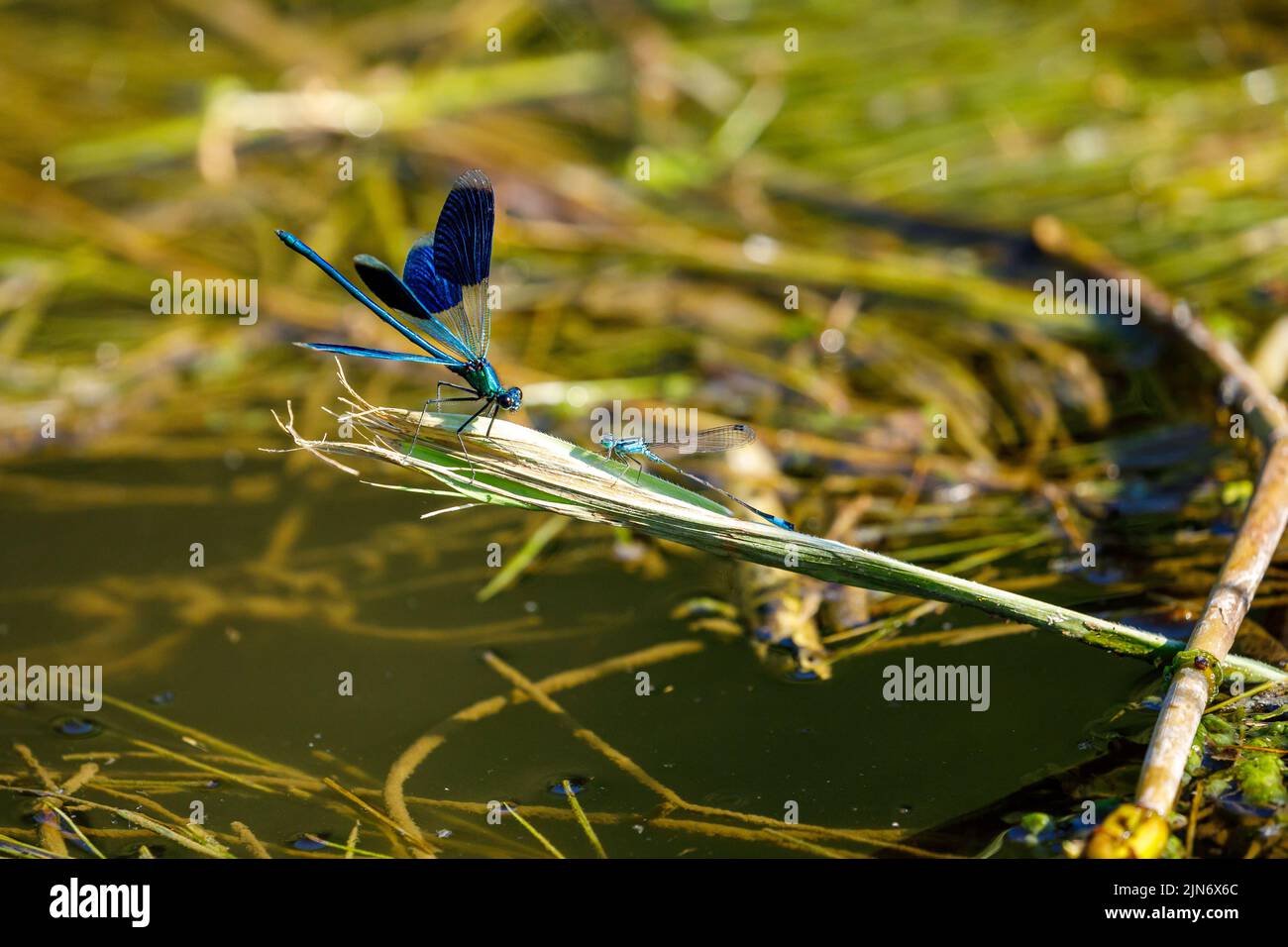 Blue dragon river hi-res stock photography and images - Alamy