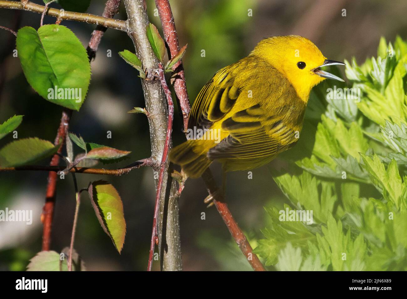 Yellow warbler vocalizing Stock Photo - Alamy