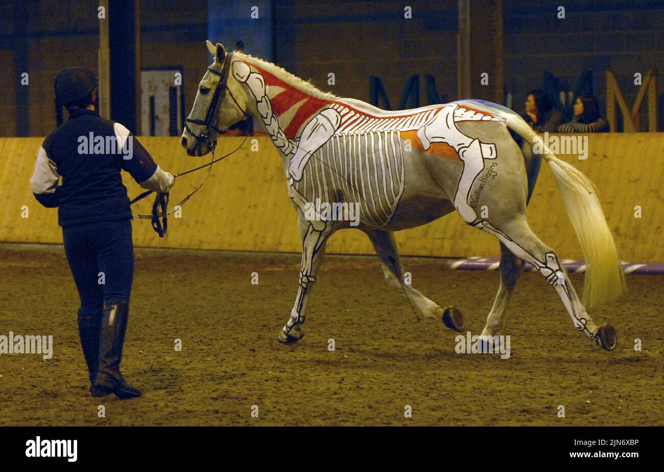GYM GOES THROUGH HIS PACES AT SPARSHOLT COLLEGE HAMPSHIRE WHERE HORSE EXPERT GILLIAN HIGGINS ...
