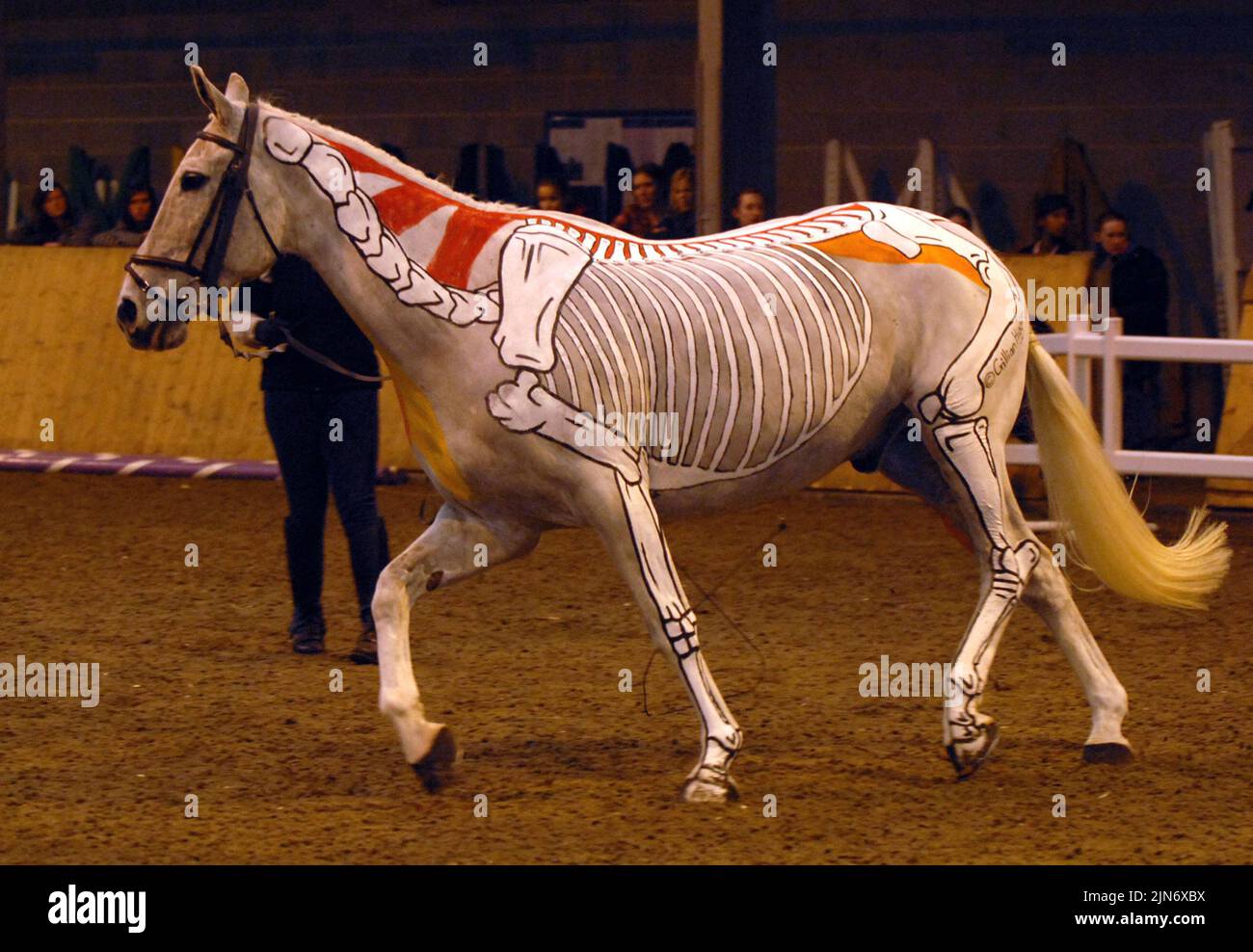 GYM GOES THROUGH HIS PACES AT SPARSHOLT COLLEGE HAMPSHIRE WHERE HORSE ...