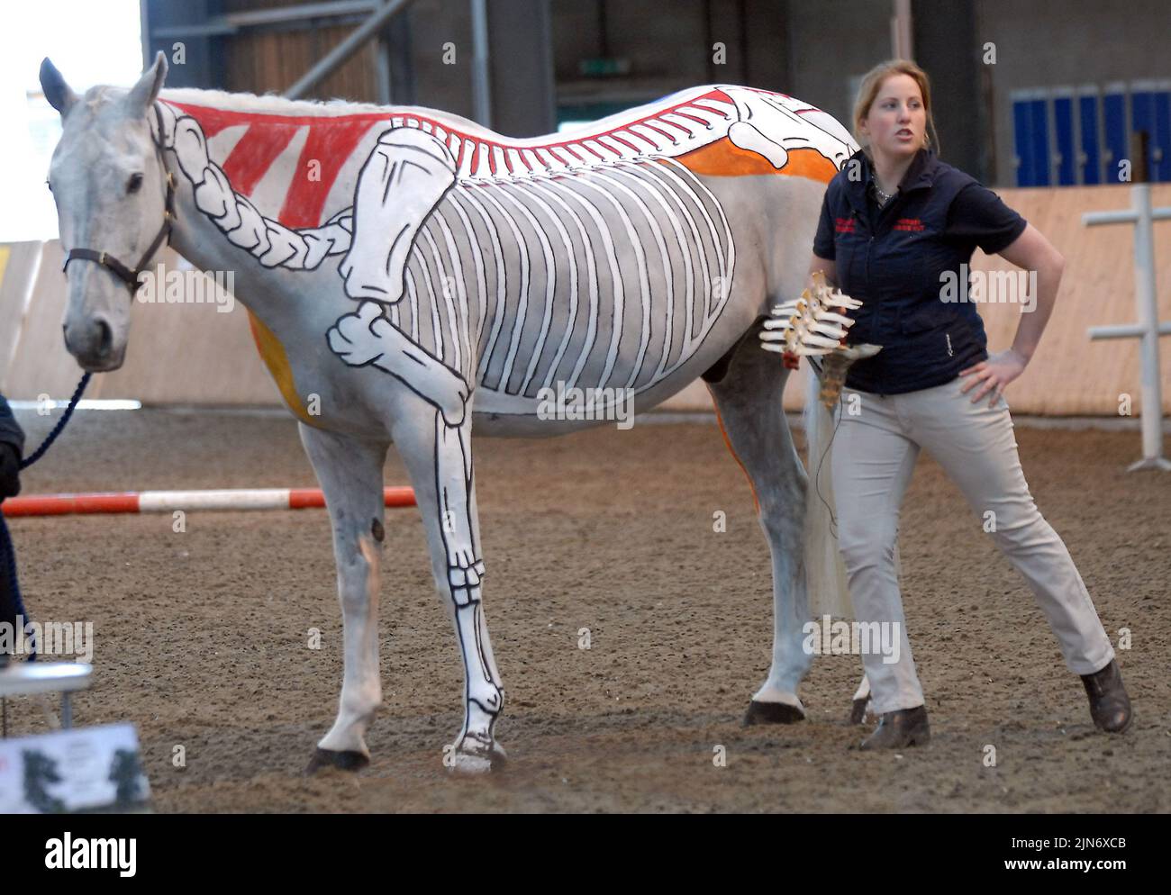GYM GOES THROUGH HIS PACES AT SPARSHOLT COLLEGE HAMPSHIRE WHERE HORSE EXPERT GILLIAN HIGGINS ...