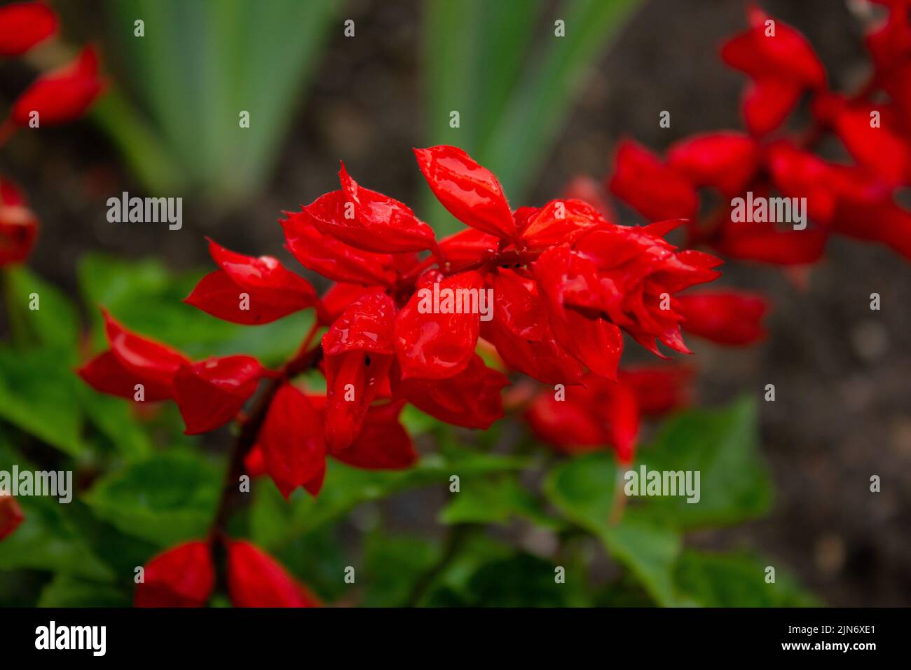 A closeup of a red Sage plant with cute blossoms in nature Stock Photo ...