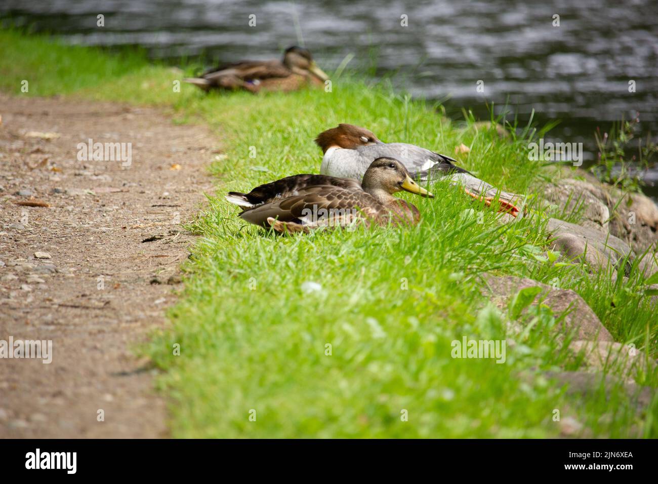 A group of ducks sitting on a meadow next to a pond during daytime ...