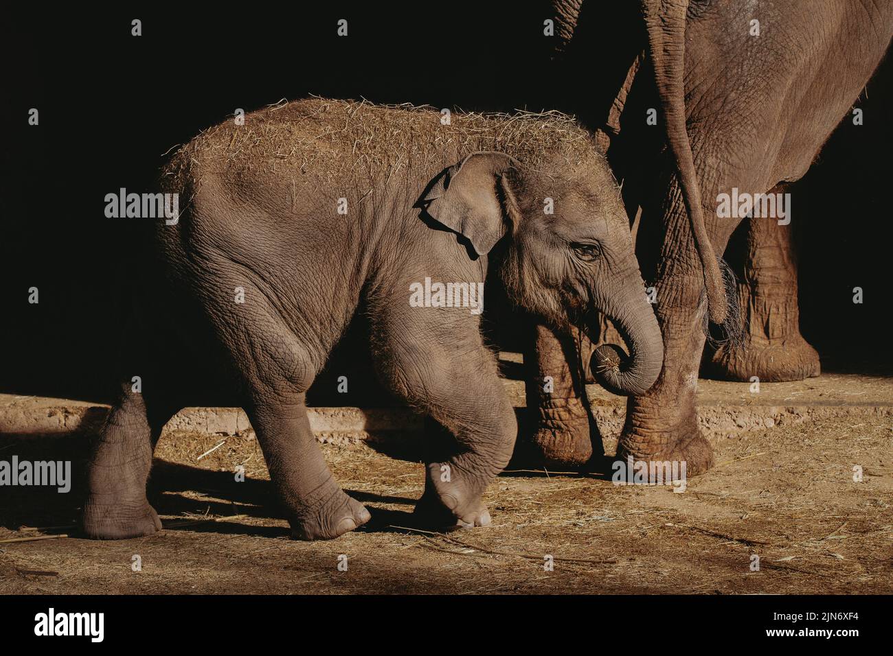 Baby African Elephants In Sunset