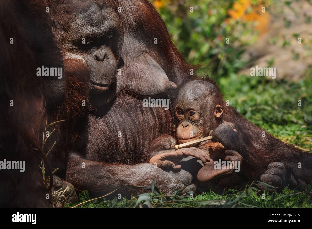 Cute baby orangutan playing with a branch with his mother Stock Photo ...