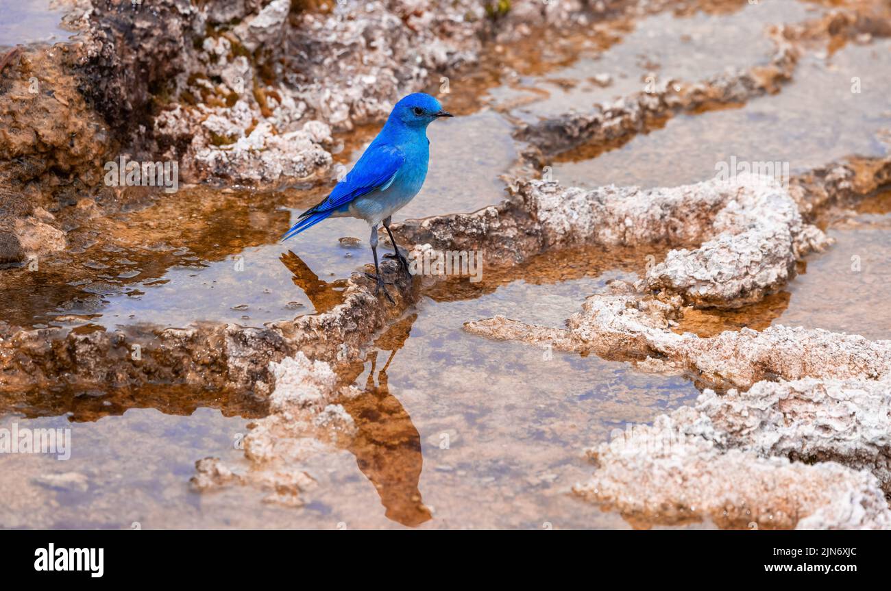 Small Colorful Bird at Hot Spring Landscape with unique ground ...
