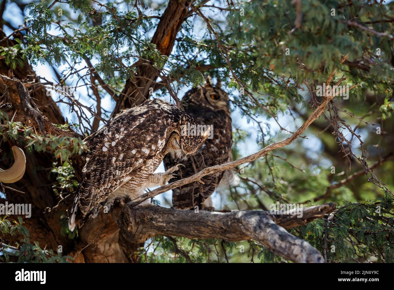 Couple of Spotted Eagle-Owl standing in a tree in Kgalagadi ...