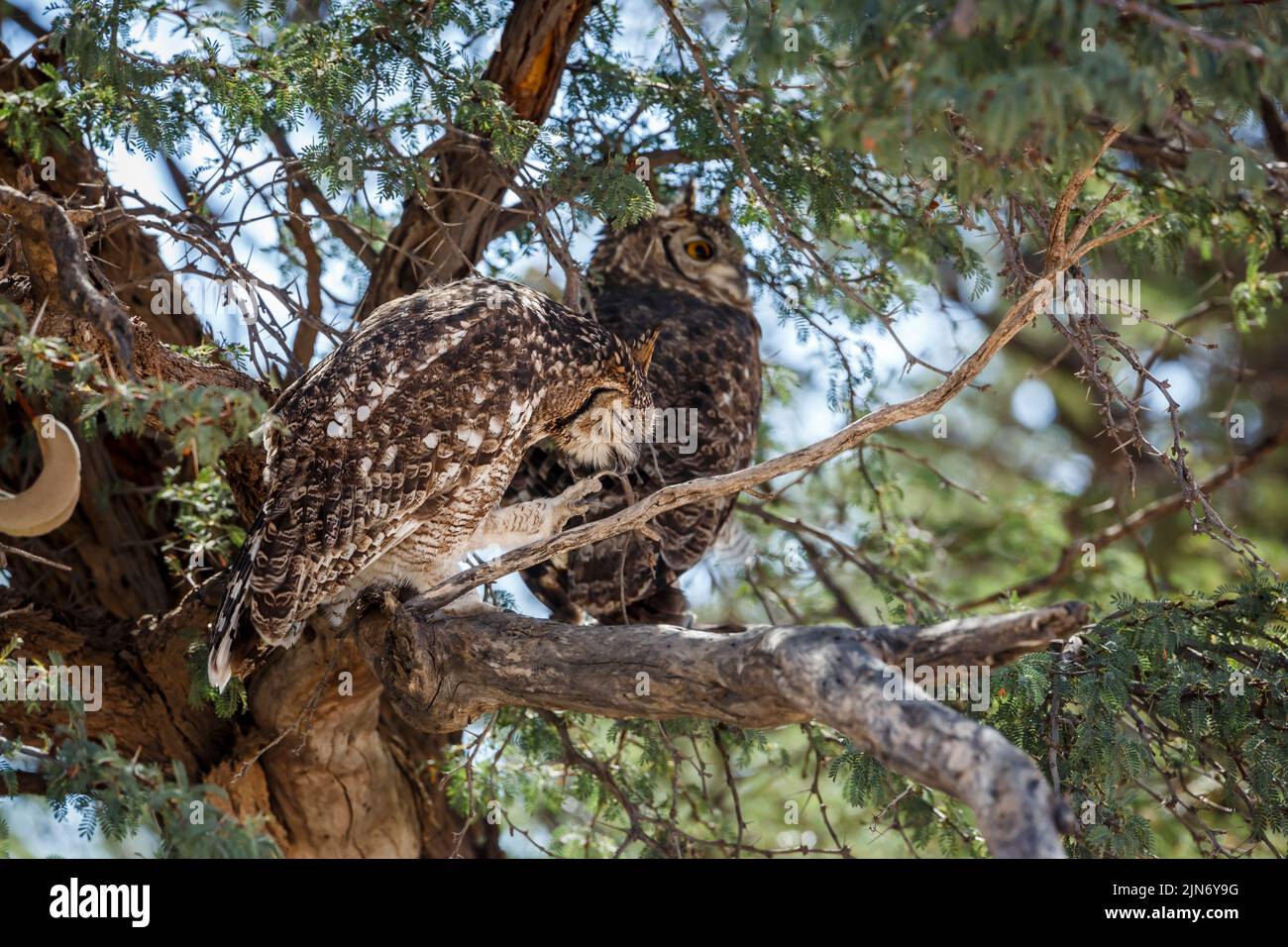 Couple of Spotted Eagle-Owl standing in a tree in Kgalagadi ...