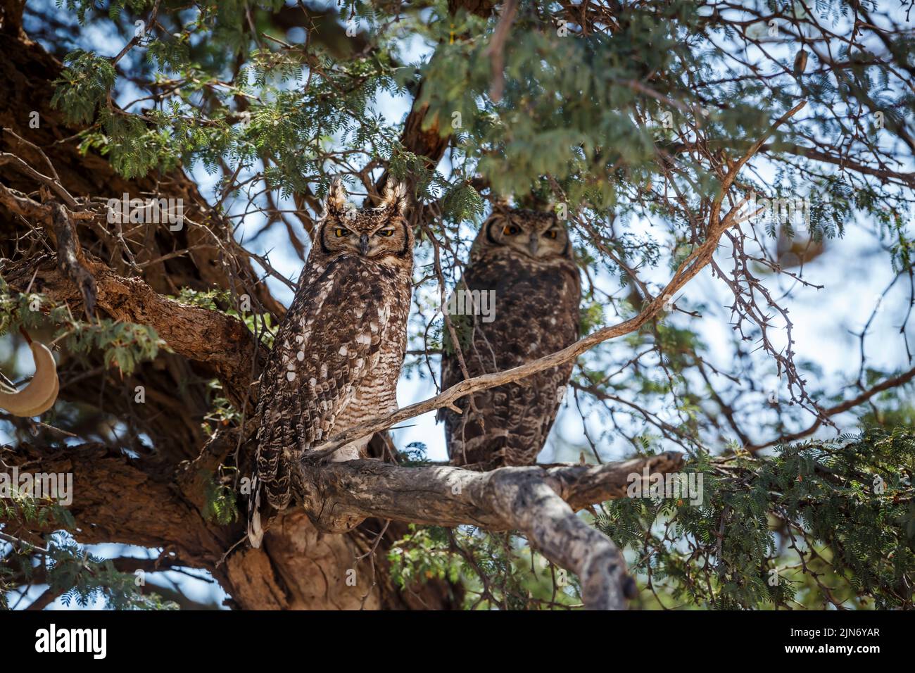 Couple of Spotted Eagle-Owl standing in a tree in Kgalagadi ...