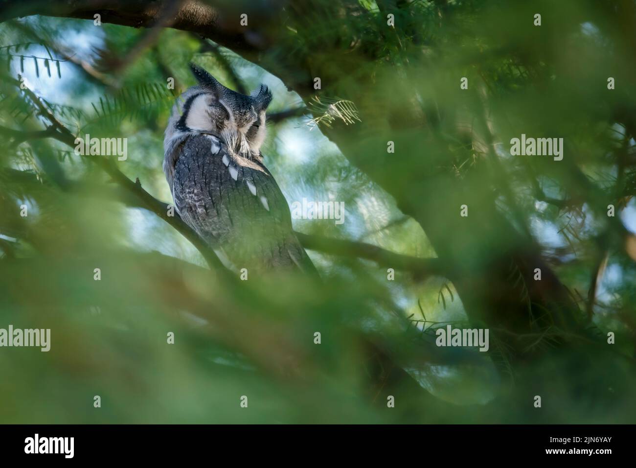 Southern White-faced Owl hiding in green foliage in Kgalagadi ...
