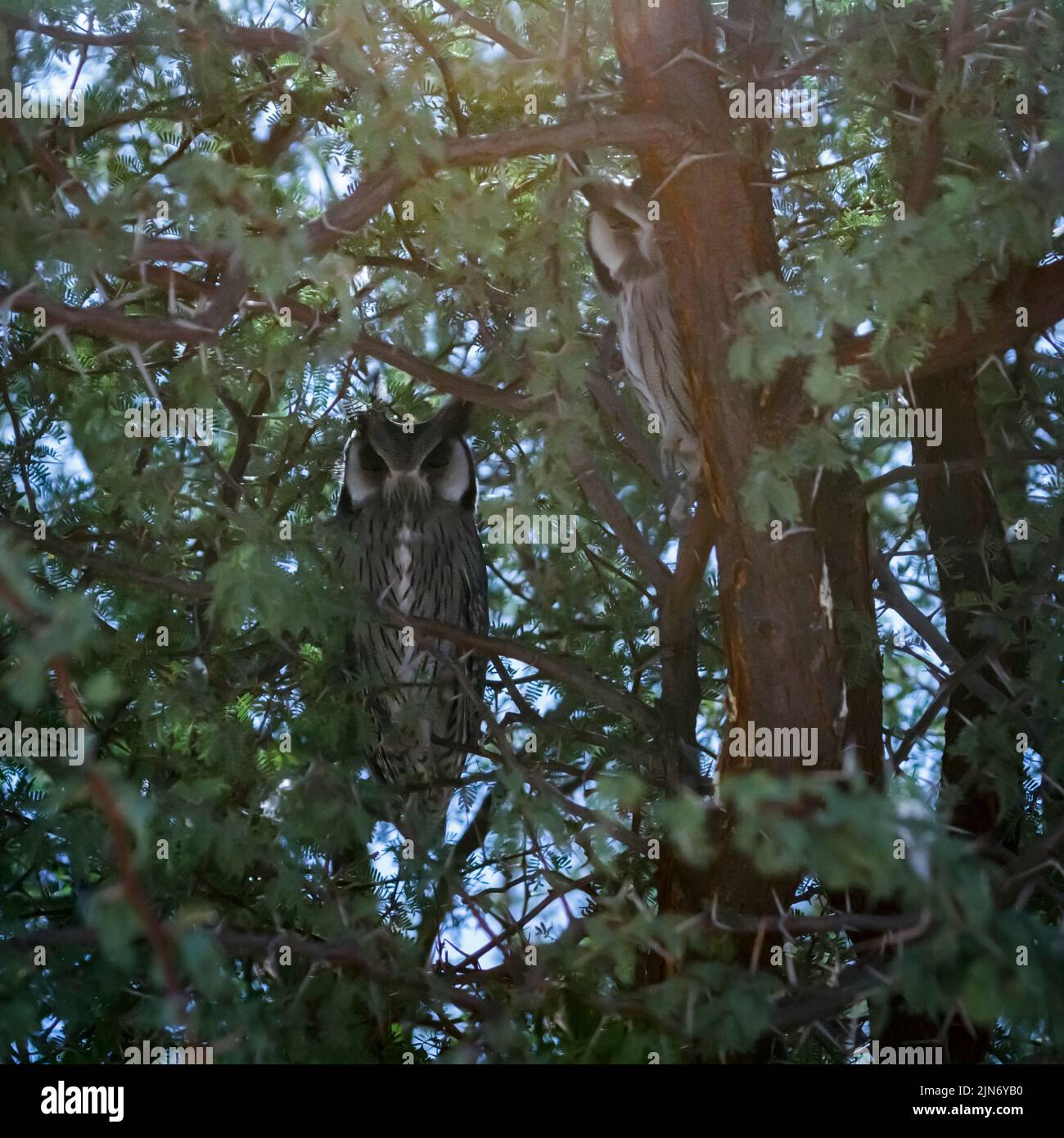 Couple of Southern White-faced Owls hiding in a tree in Kgalagadi ...
