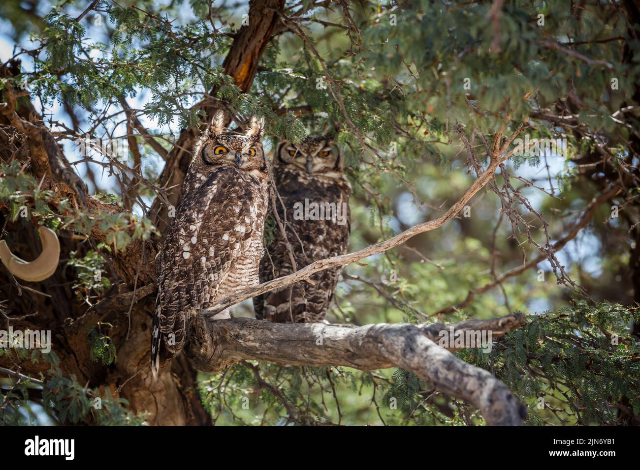 Couple of Spotted Eagle-Owl standing in a tree in Kgalagadi ...