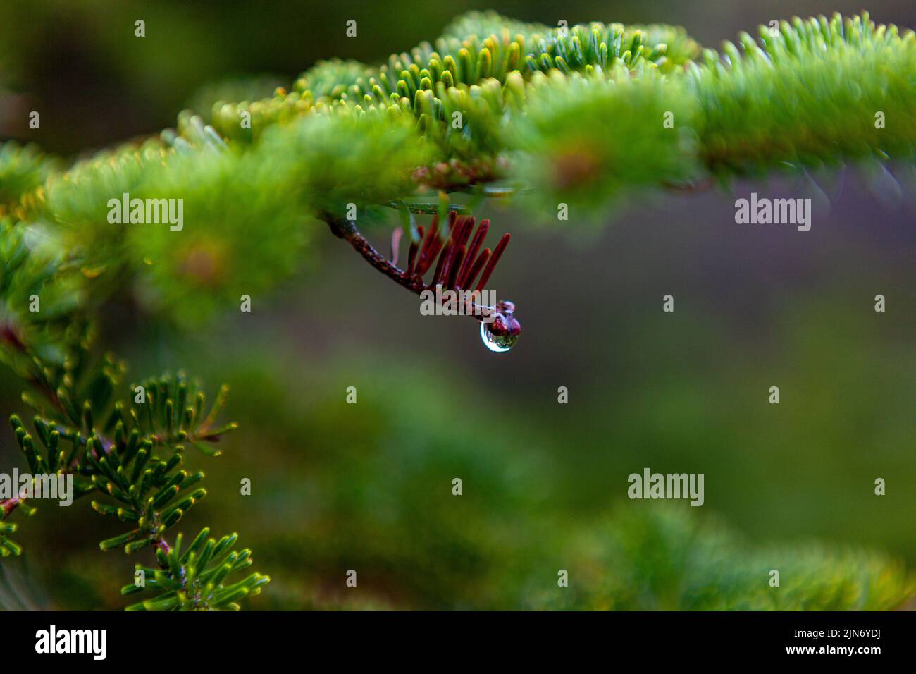 A closeup shot of a water drop hanging on a fir tree branch in a forest ...