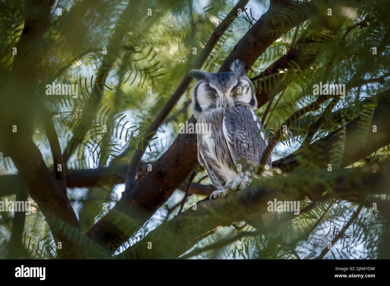 Southern White-faced Owl hiding in tree in day time in Kgalagadi ...