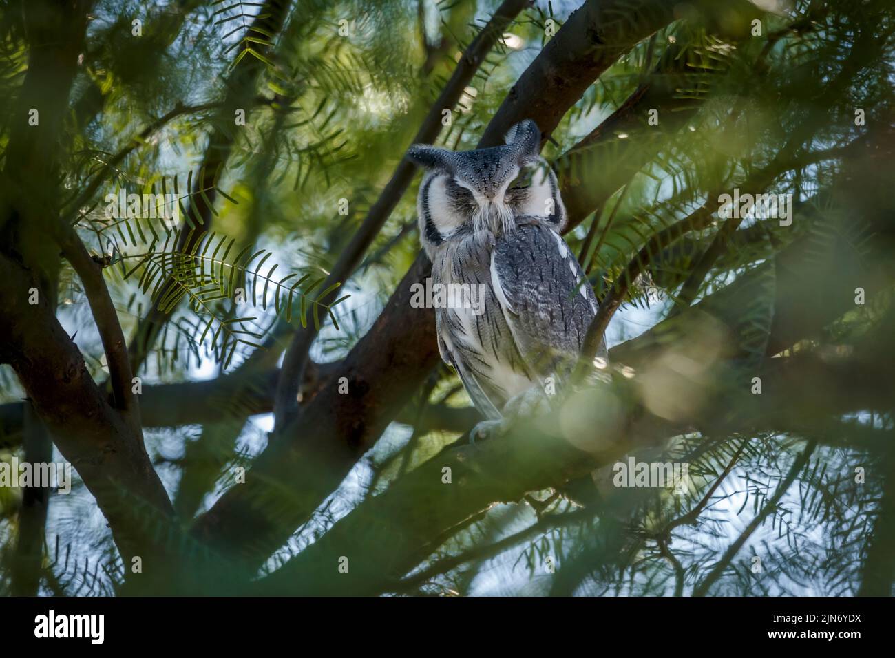 Southern White-faced Owl hiding in tree in day time in Kgalagadi ...