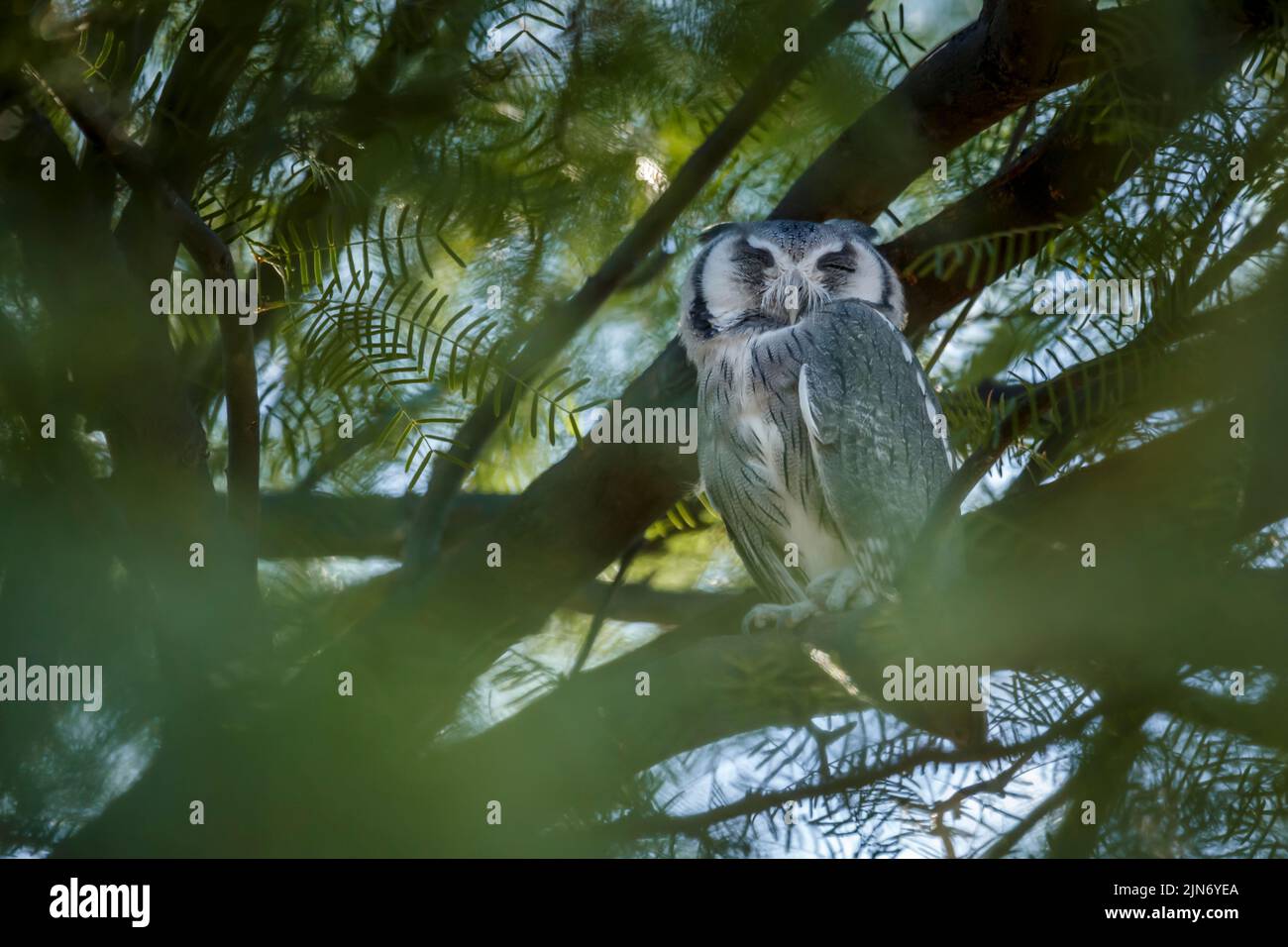 Southern White-faced Owl hiding in tree in day time in Kgalagadi ...