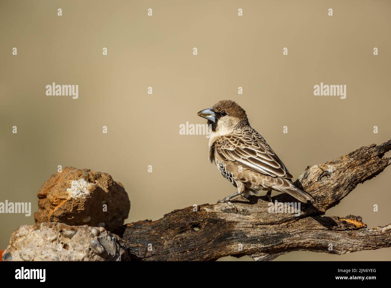Sociable Weaver standing on a log rear view in Kgalagadi transfrontier ...