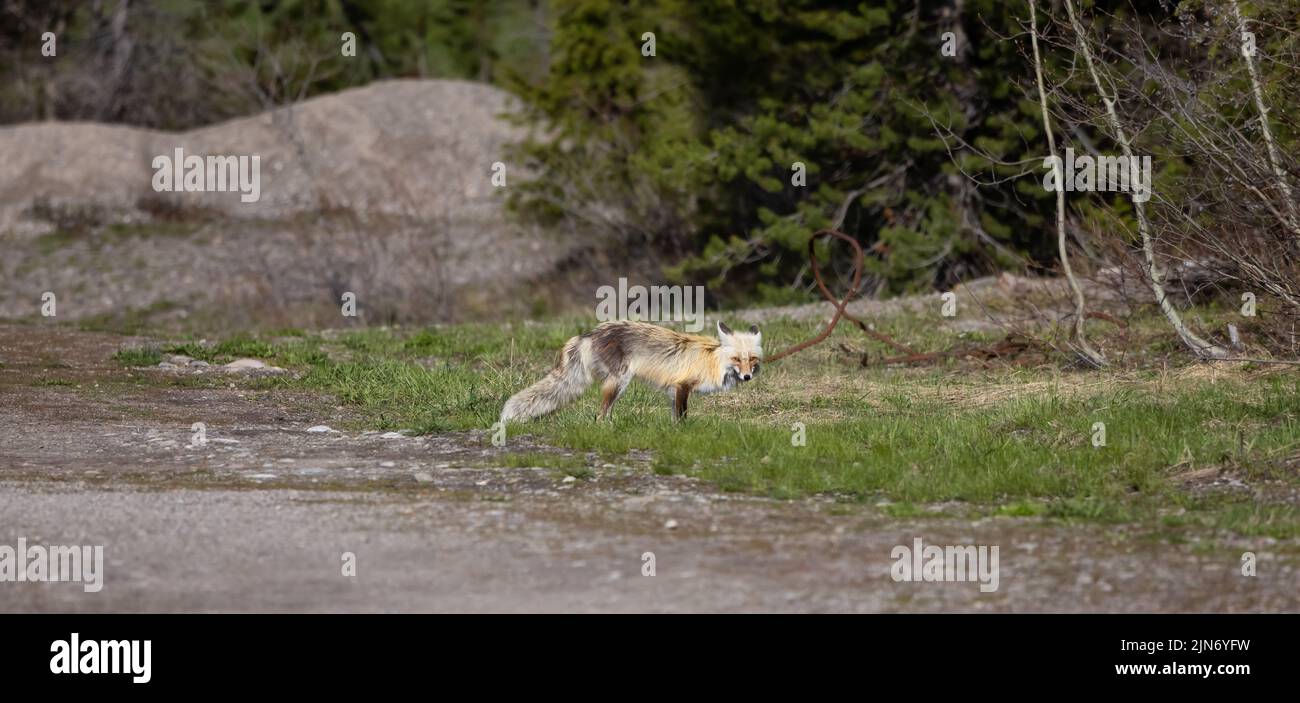 Red Fox in the forest of Grand Teton National Park Stock Photo - Alamy