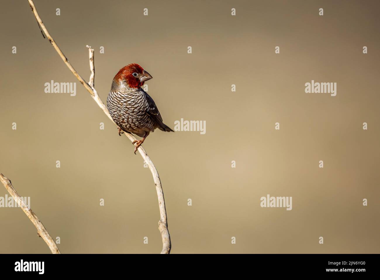Red headed Finch male standing on a branch in Kgalagadi transfrontier ...