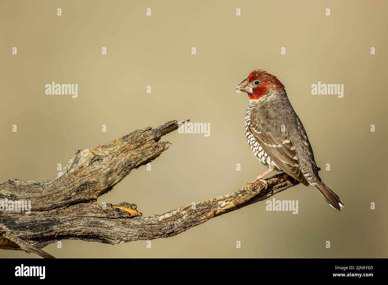 Red headed Finch male standing on a branch in Kgalagadi transfrontier ...
