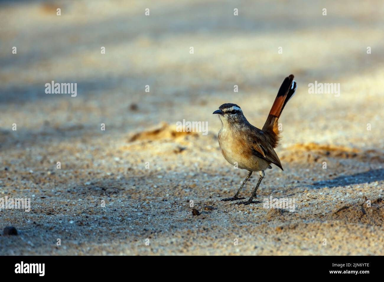 Kalahari Scrub Robin tail up on the sand in Kgalagadi transfrontier ...
