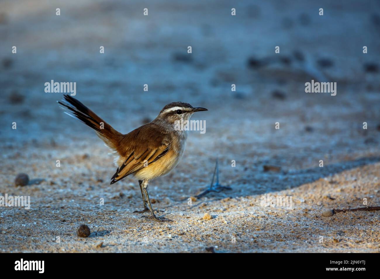 Kalahari Scrub Robin tail up on the sand in Kgalagadi transfrontier ...