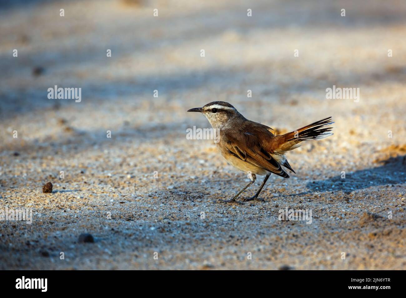 Kalahari Scrub Robin tail up on the sand in Kgalagadi transfrontier ...