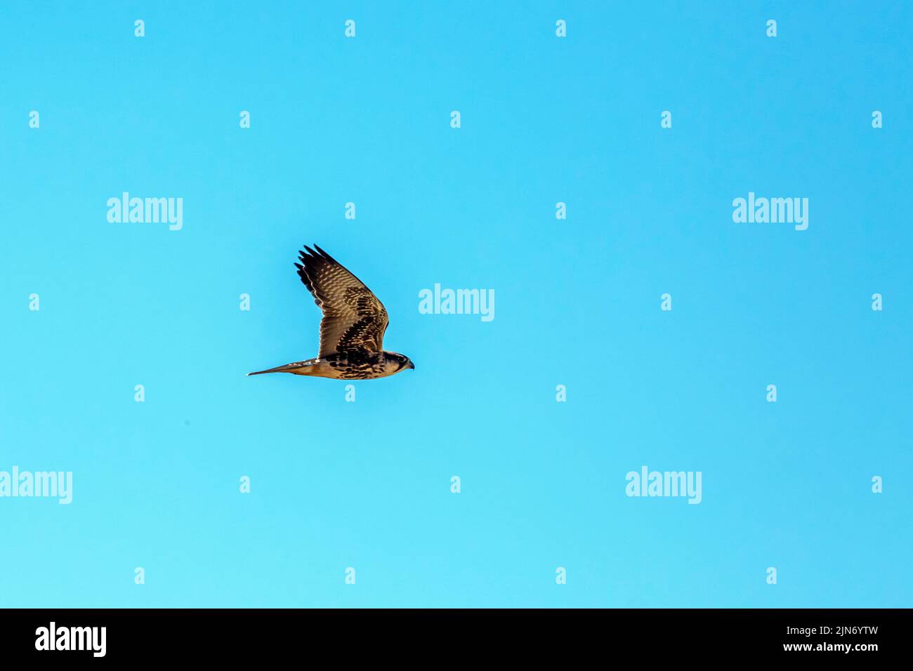 Lanner Falcon flying isolated in blue sky in Kgalagadi transfrontier ...