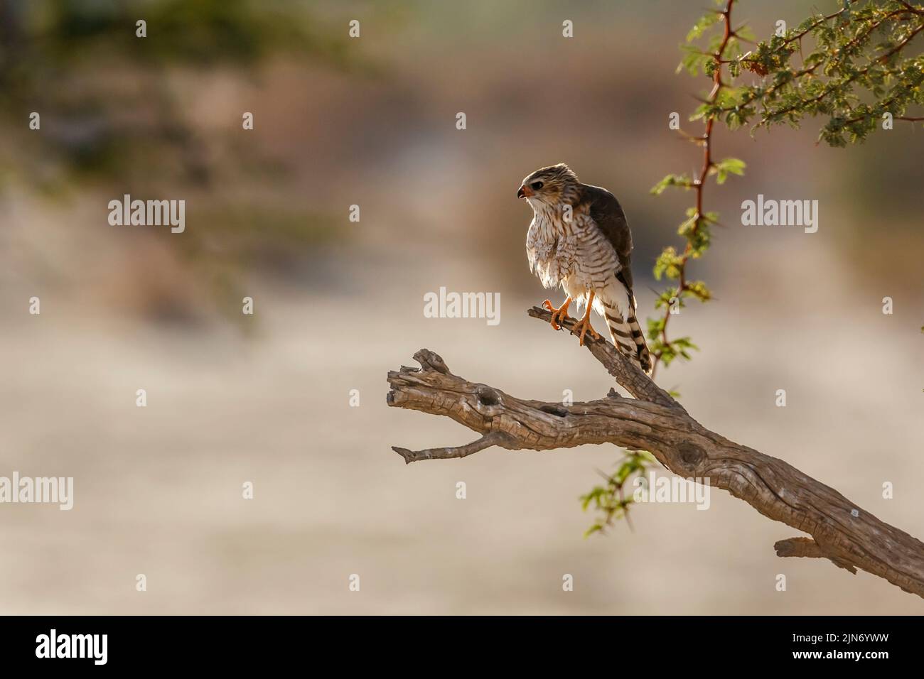 Gabar Goshawk shaking and grooming on branch in Kgalagadi transfrontier ...