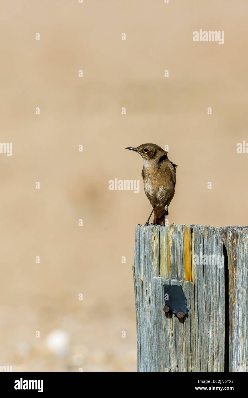 Musica familiar hi-res stock photography and images - Alamy