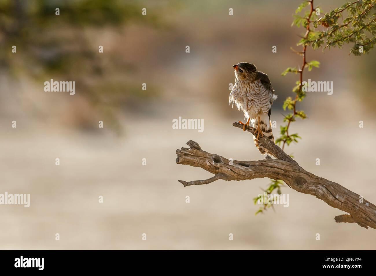 Gabar Goshawk shaking and grooming on branch in Kgalagadi transfrontier ...