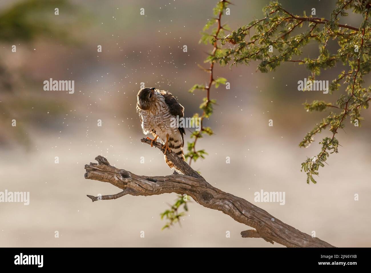 Gabar Goshawk shaking and grooming on branch in Kgalagadi transfrontier ...
