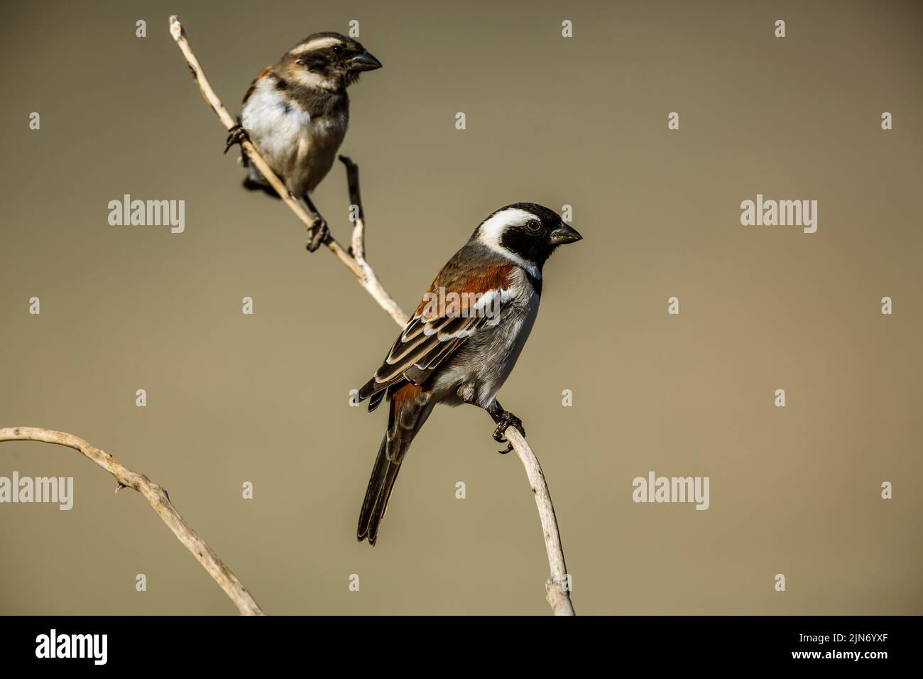 Couple of Cape Sparrows standing on a branch in Kgalagadi transfrontier ...