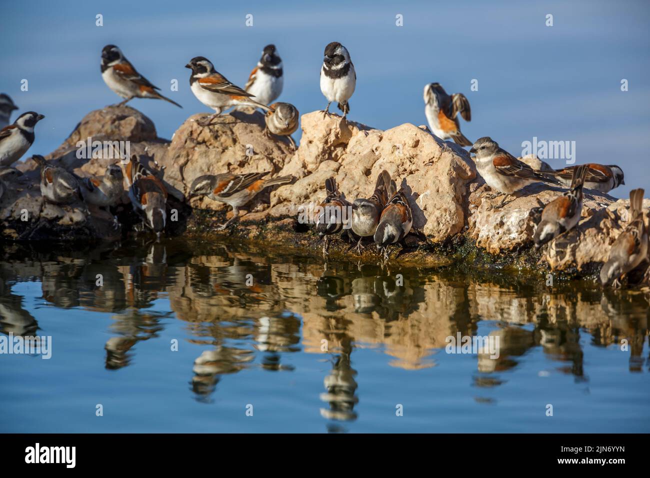 Flock of Cape Sparrow at waterhole with reflection in Kgalagadi ...