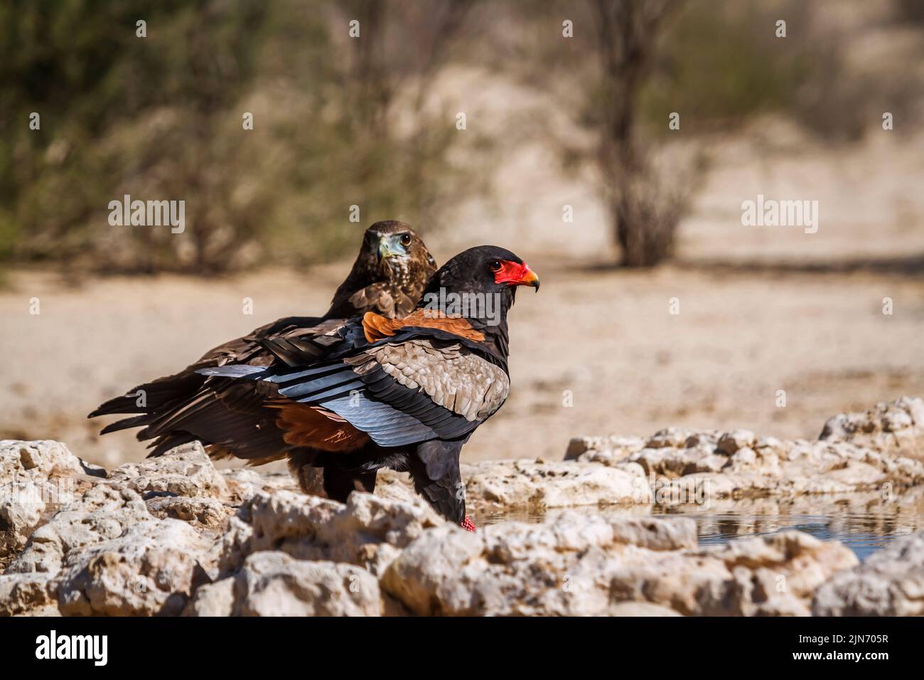 Bateleur Eagle female and juvenile at waterhole in Kgalagadi ...