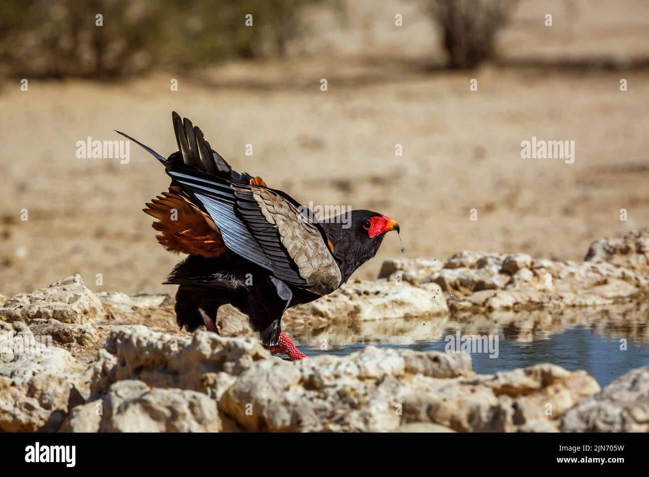 Bateleur Eagle drinking at waterhole in Kgalagadi transfrontier park ...