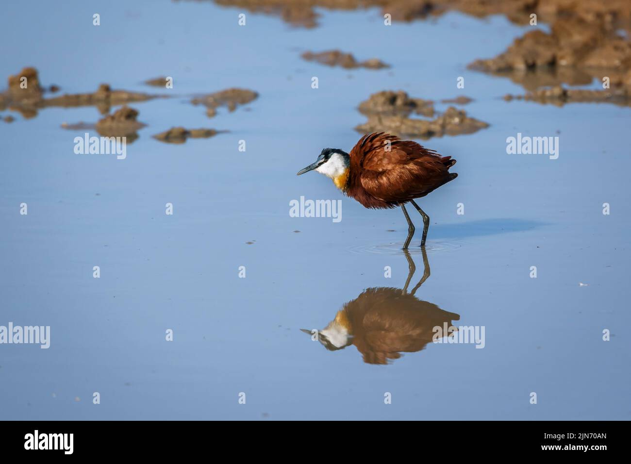 African jacana wading in waterhole with reflection in Kgalagadi ...