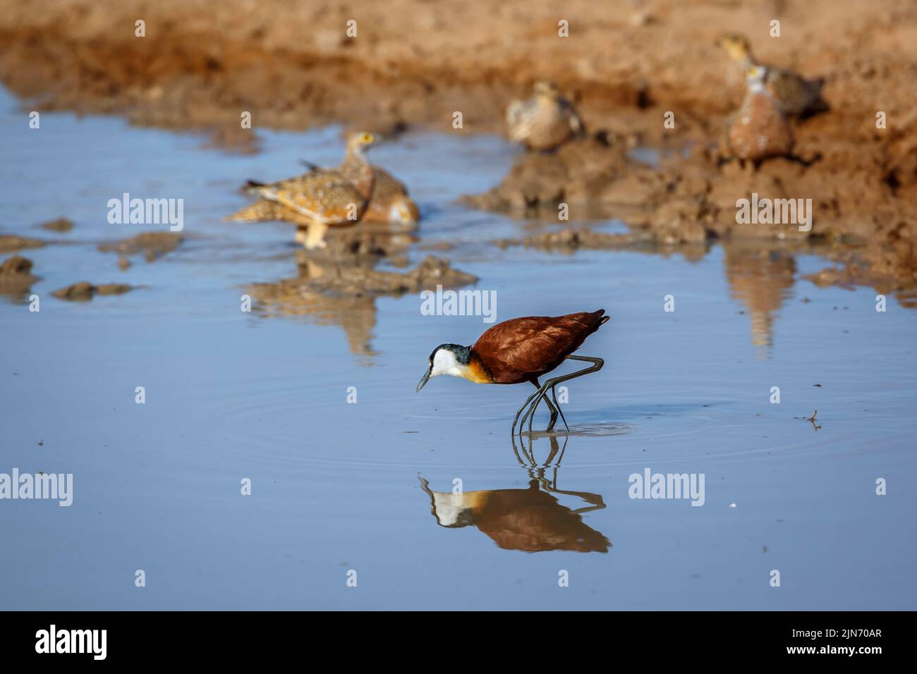 African jacana wading in waterhole with reflection in Kgalagadi ...