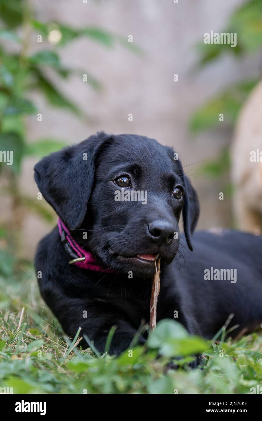 Adorable purebred black labrador retriever puppy chewing a stick lying ...