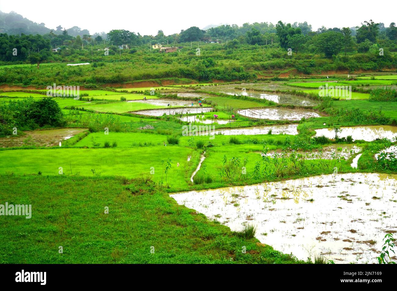 Terrace type Cultivation of Rice in the mountain of Daringbadi, Odisha ...
