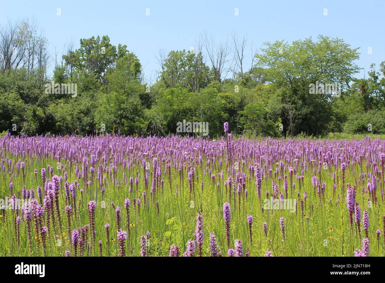 Illinois prairie wildflowers hi-res stock photography and images - Alamy
