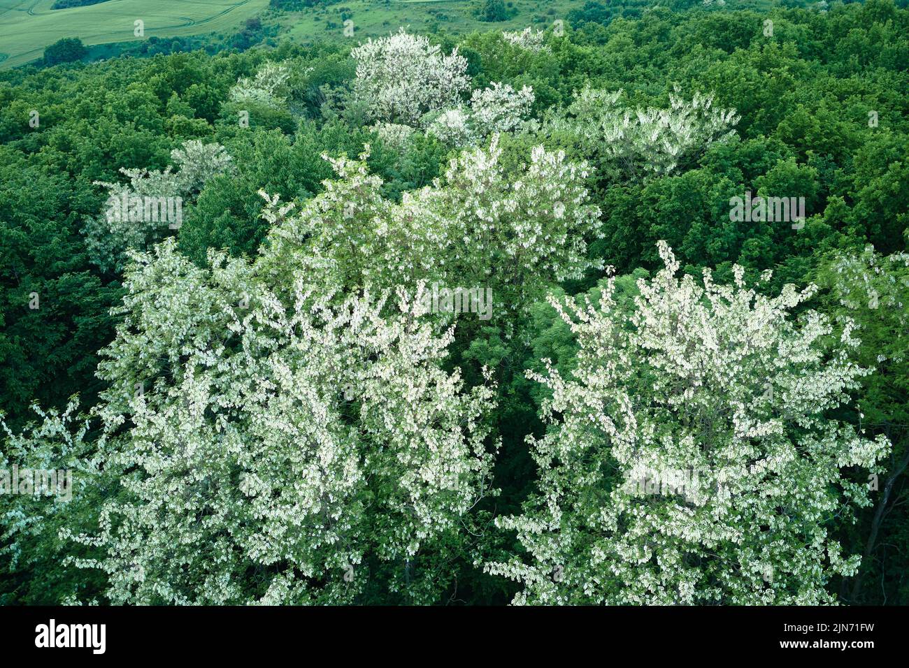 Aerial view of dark lush forest with blooming green trees canopies in ...