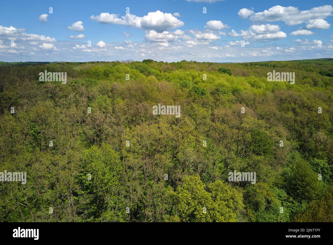 Aerial view of dark green lush forest with dense trees canopies in ...