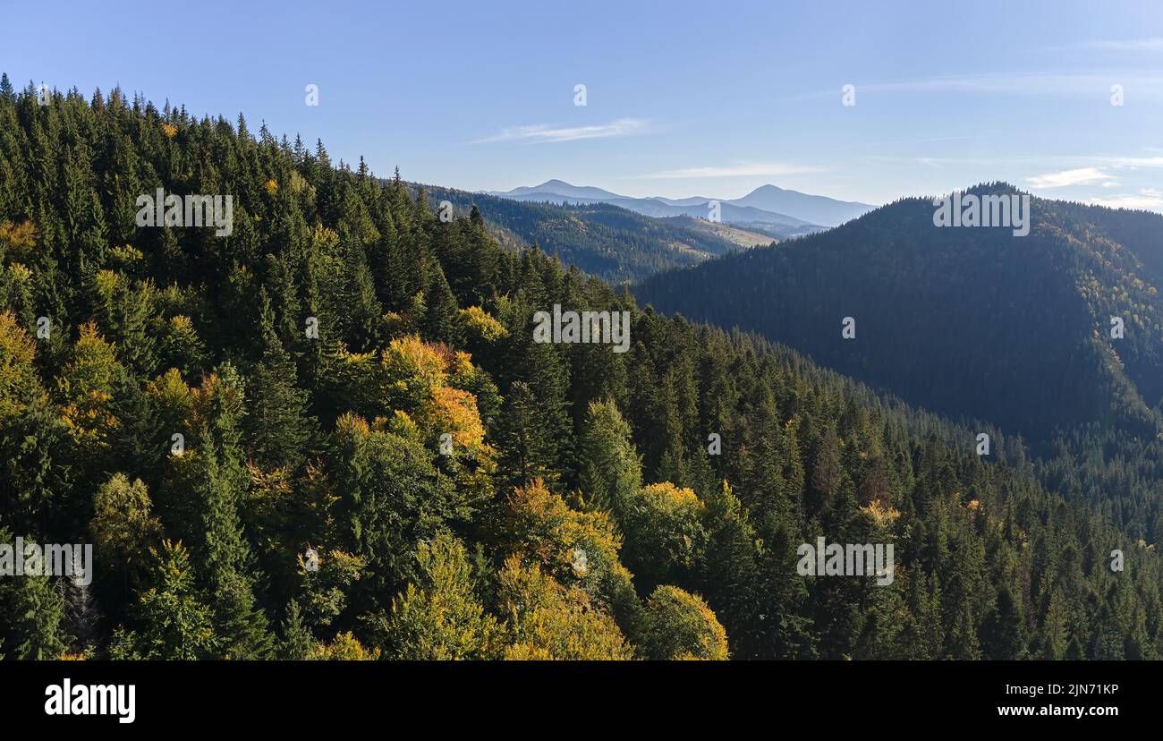 Aerial view of hillside with dark spruce forest trees at fall bright ...
