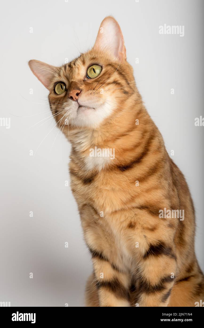 Close-up portrait of a cat on a white background. Vertical shot Stock ...
