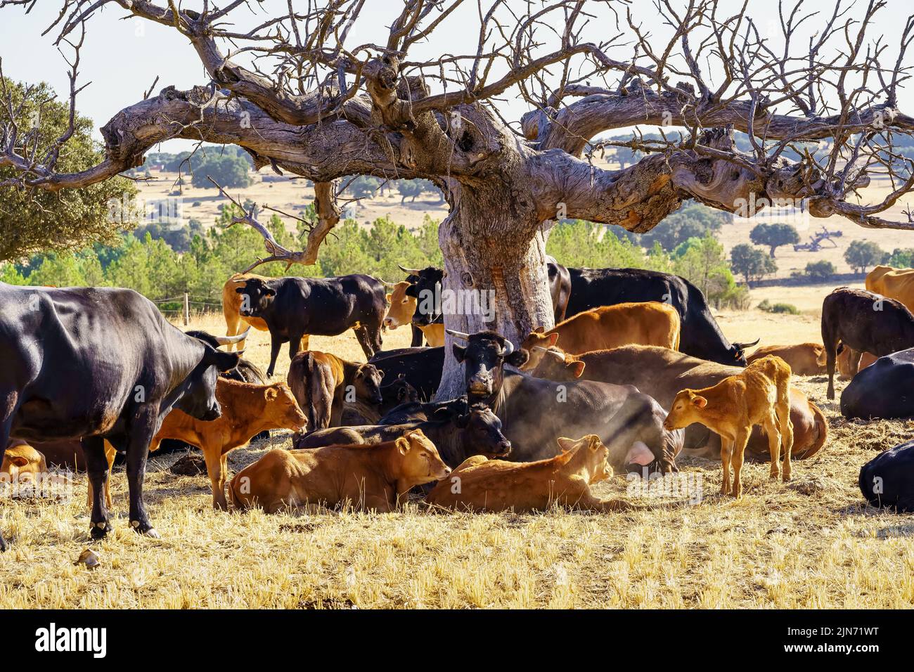 Large dry tree with a herd of cows lying next to it resting on a hot ...